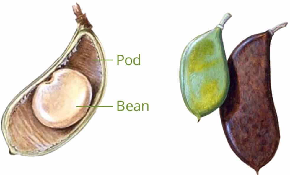 Investancia - Pongamia Reforestation & Feedstocks At Scale